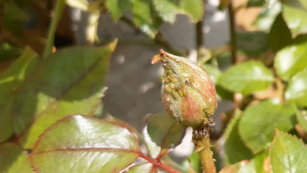 Growing turnip (Snowball) | A Thorny Pot
