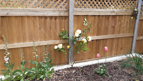 Training climbing roses, Wrangling a climbing rose into a fan shape | A ...