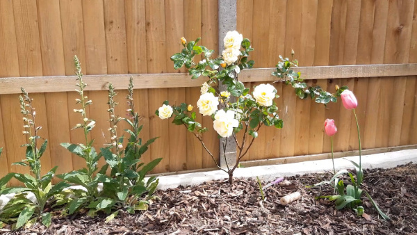 Training climbing roses, Wrangling a climbing rose into a fan shape | A ...
