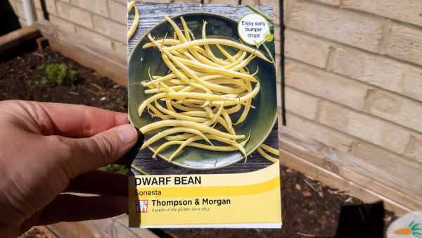 Growing dwarf beans | A Thorny Pot