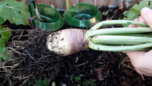 Growing swede | A Thorny Pot