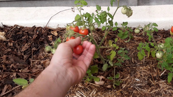 Growing tomatoes | A Thorny Pot