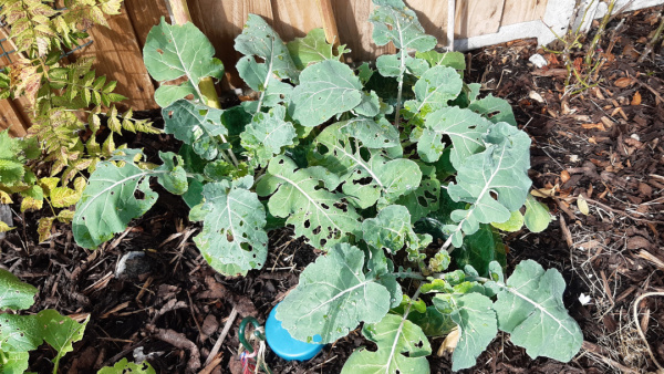 Growing swede | A Thorny Pot