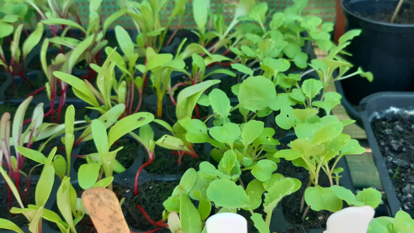 Growing swede | A Thorny Pot