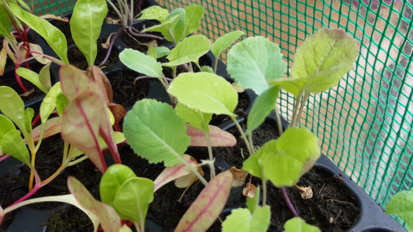 Growing swede | A Thorny Pot