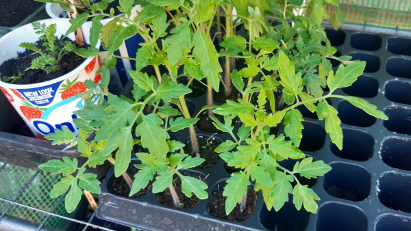Growing tomatoes | A Thorny Pot
