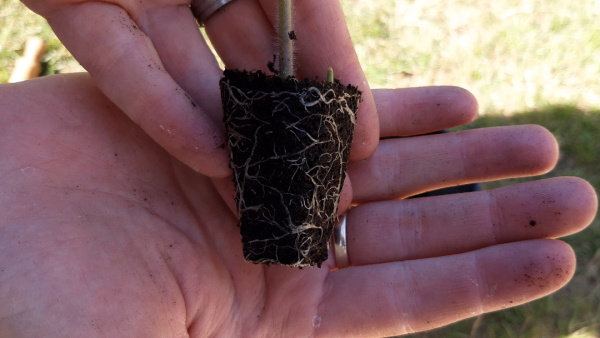 Growing tomatoes | A Thorny Pot