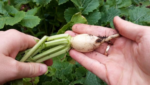 Growing turnip (Snowball) | A Thorny Pot