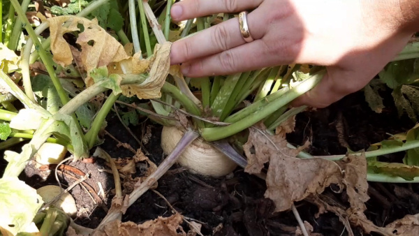 Growing turnip (Snowball) | A Thorny Pot
