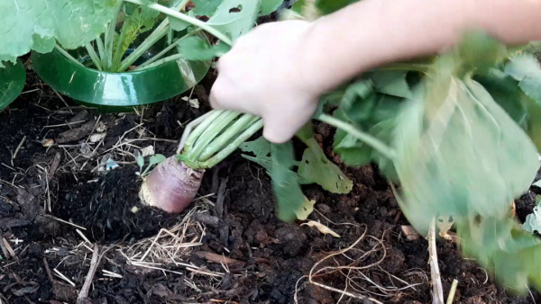 Growing swede | A Thorny Pot